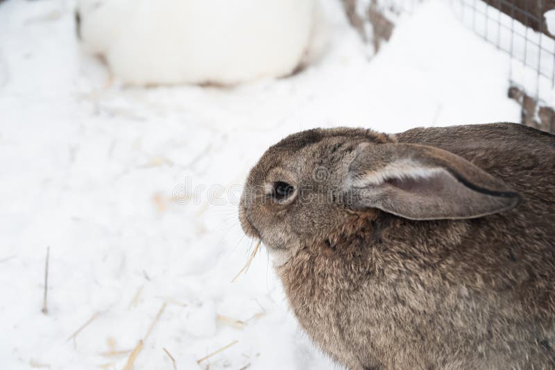 Rabbit in the Winter. Gray and White Bunnies in Winter on Snow Stock ...