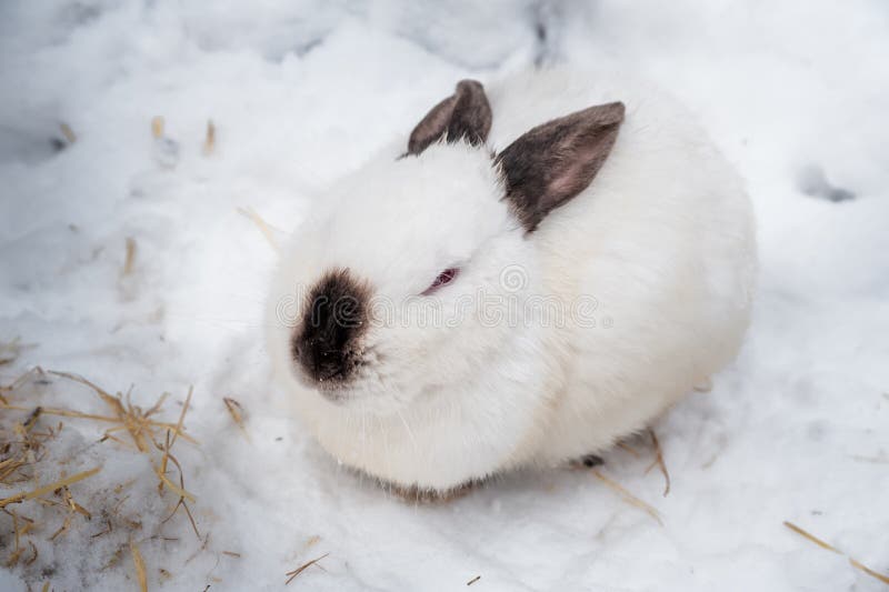 Rabbit in the Winter. Gray and White Bunnies in Winter on Snow Stock ...