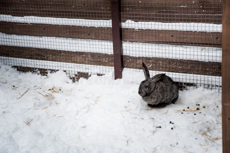 Rabbit in the Winter. Gray and White Bunnies in Winter on Snow Stock ...