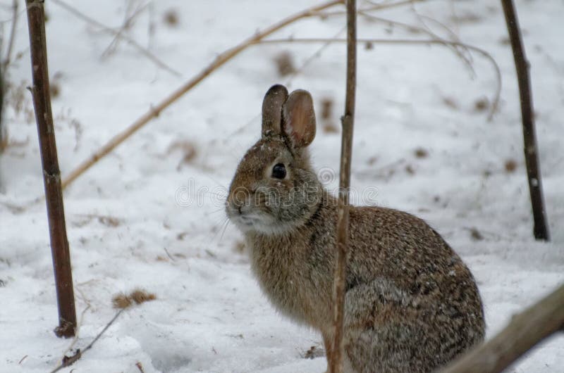 Rabbit in Winter stock image. Image of bunny, easter - 147783021
