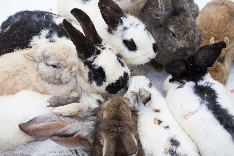 Rabbit in wintertime stock image. Image of wild, year - 126962131