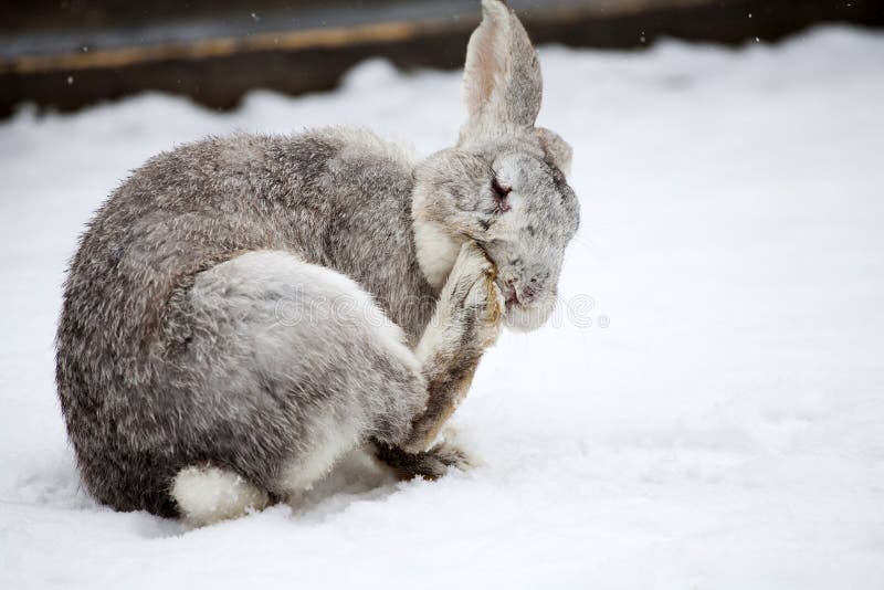 Rabbit in wintertime stock image. Image of december - 126962003