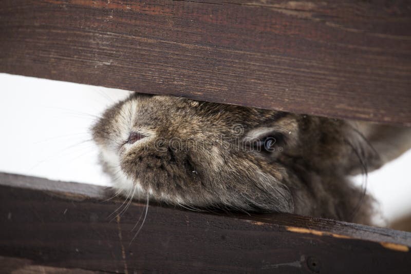 Rabbit in wintertime stock photo. Image of cold, nature - 126962124