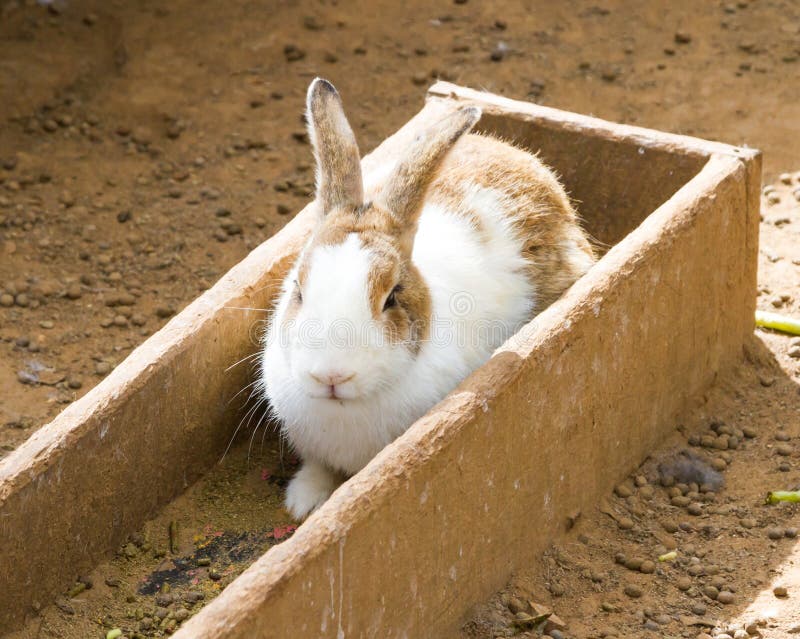 Rabbit in Wooden Box for Feed Stock Image - Image of bunny, rabbit ...