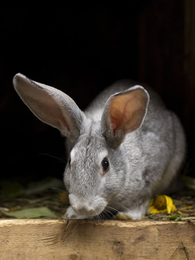 Rabbits in a hutch stock image. Image of animal, horizontal - 26745363