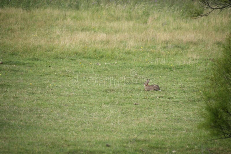 Rabbit in the woods stock photo. Image of deer, environment - 259152090
