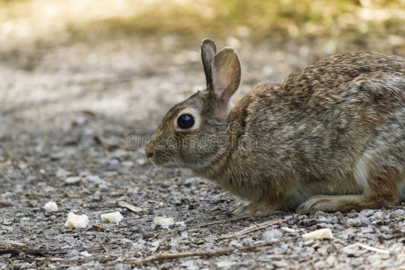 Baby rabbit in the grass stock photo. Image of young - 48892990