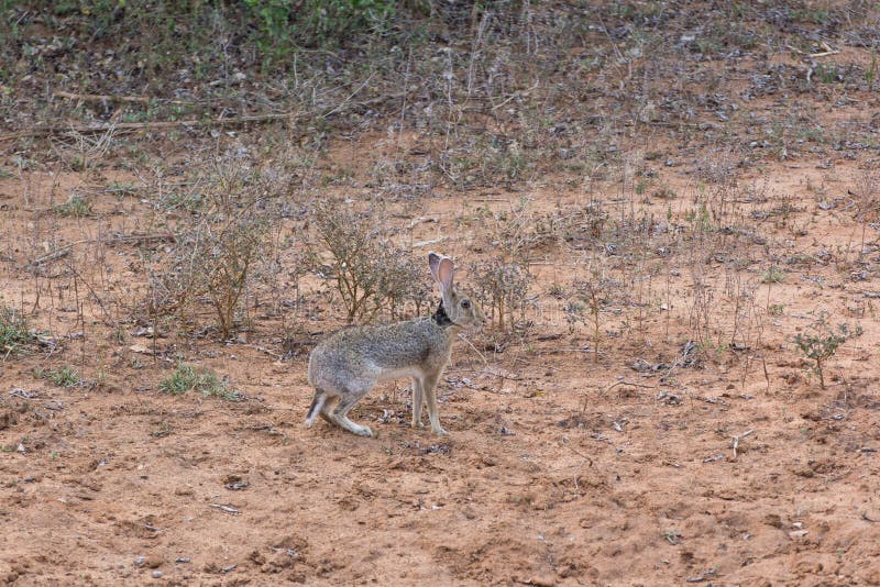 Rabbit in Sri Lanka. Running Fast .he Has Gone Wild.there are Very Long ...