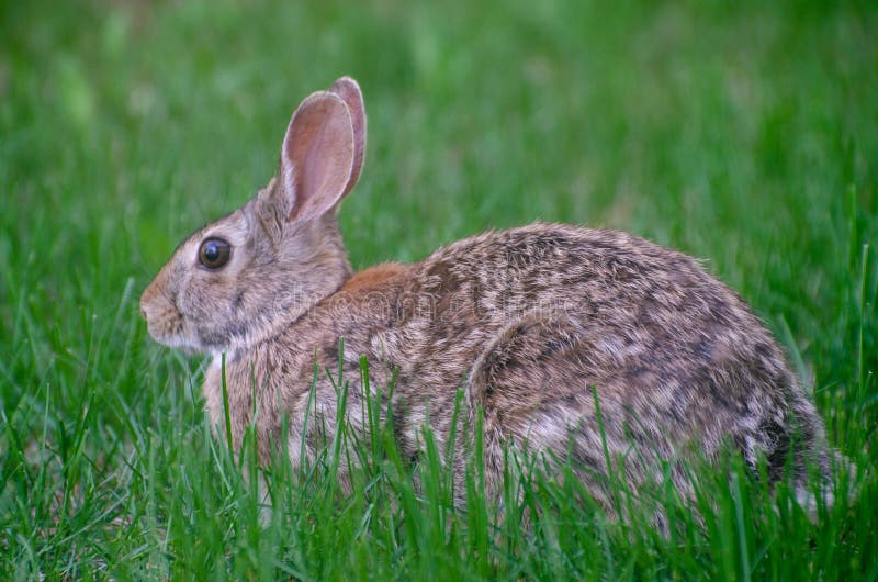A Rabbit in the front yard stock image. Image of little - 226255201