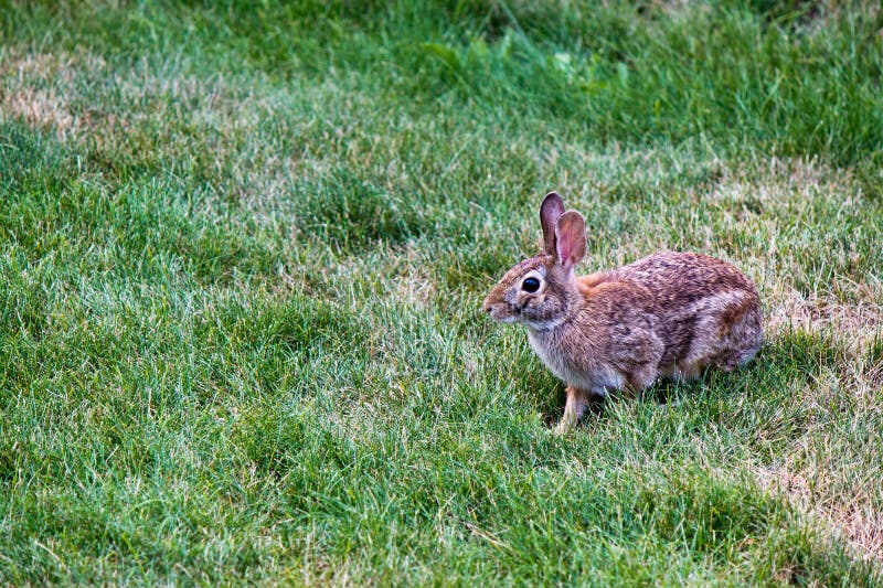Rabbit in the yard stock image. Image of rabbit, furry - 45205483