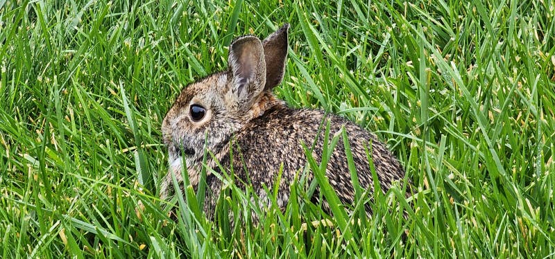 Rabbit in Yard Peering To the Left Stock Image - Image of whiskers ...