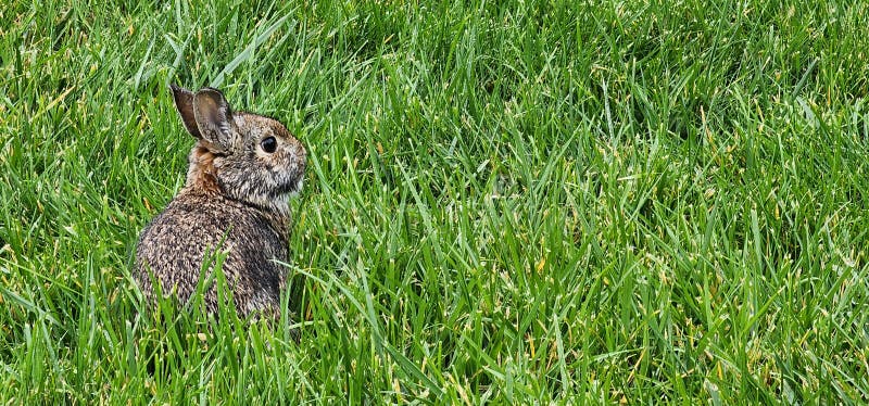Rabbit in Yard Peering To the Right Stock Image - Image of rodent ...