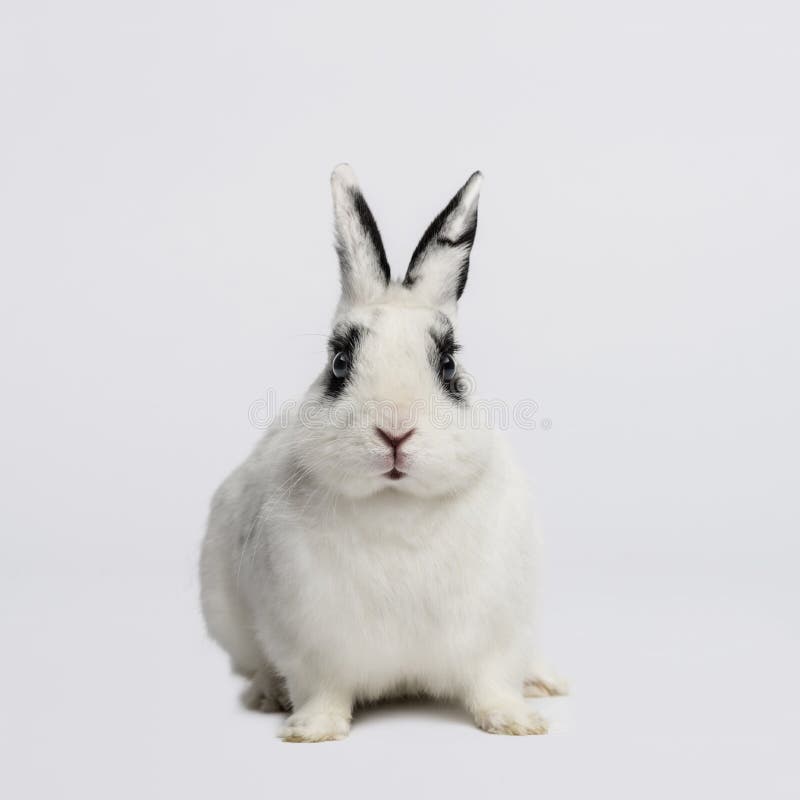 Rabbit (3 years old) stock image. Image of shot, front - 44432469