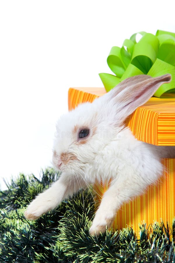 The rabbit in the yellow stock photo. Image of giving - 16457578