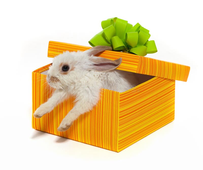 The Rabbit in the Yellow Box Stock Photo - Image of farm, isolated ...