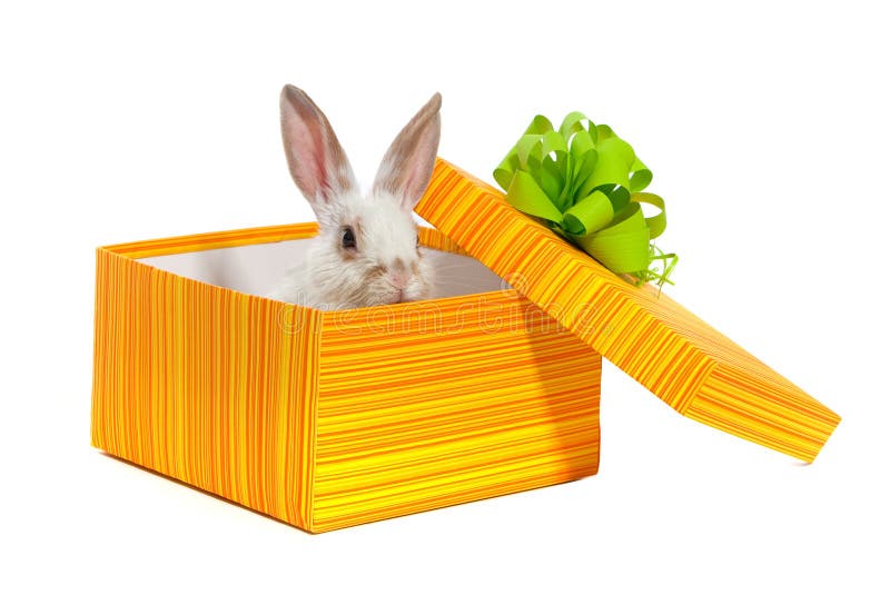 The Rabbit in the Yellow Box Stock Photo - Image of farm, isolated ...
