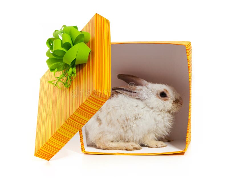 The Rabbit in the Yellow Box Stock Image - Image of celebration, merry ...