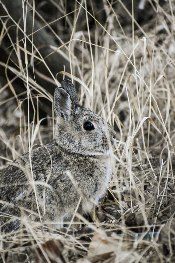 Rabbit stock image. Image of nature, national, park - 241960431