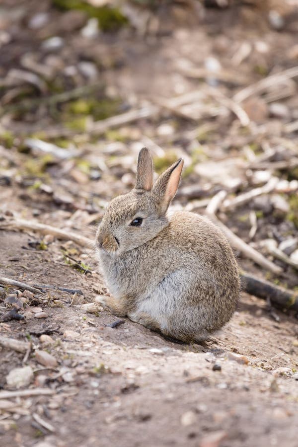 Meerkat Coming Out of Burrow Stock Image - Image of tailed, wild: 41242333