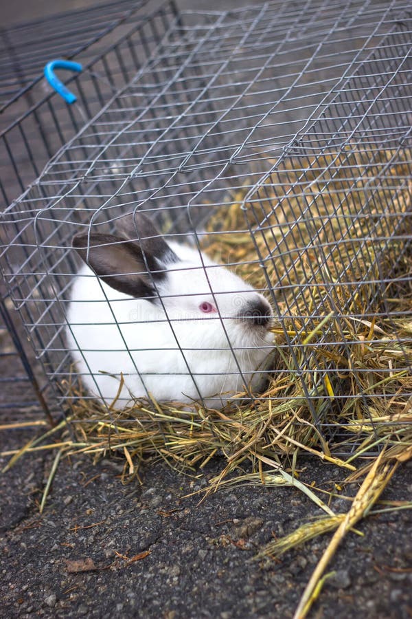 Rabbit in the zoo stock photo. Image of spring, white - 109501660