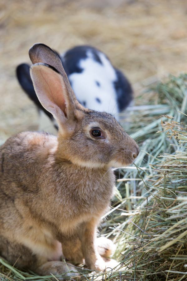 Rabbit in the zoo stock photo. Image of carved, fluffy - 107513764