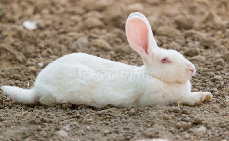Rabbit in the zoo stock image. Image of carved, camera - 111696477