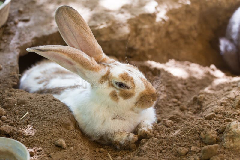 Rabbit in the zoo stock image. Image of objects, closeup - 108562159