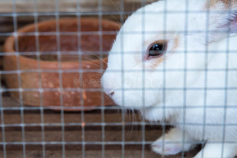 Rabbit in the Zoo.Thailand. Stock Image - Image of nature, spring ...