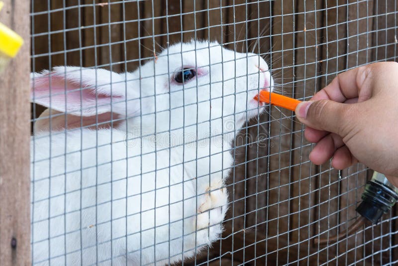 Rabbit in the Zoo.Thailand. Stock Photo - Image of mammal, young: 106193276