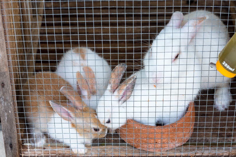 Rabbit in the Zoo.Thailand. Stock Image - Image of summer, animal ...