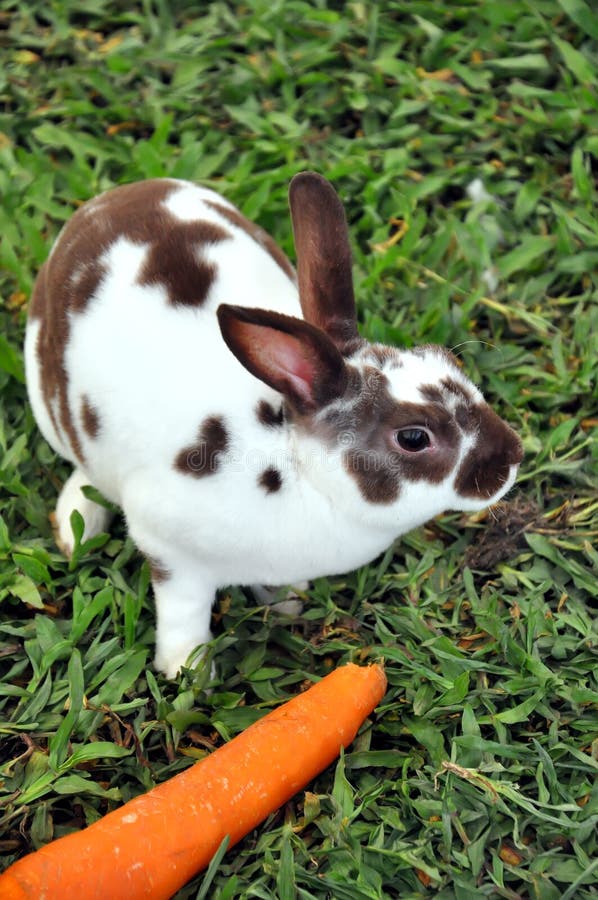 Rabbit stock photo. Image of curious, nice, domestic - 30054584