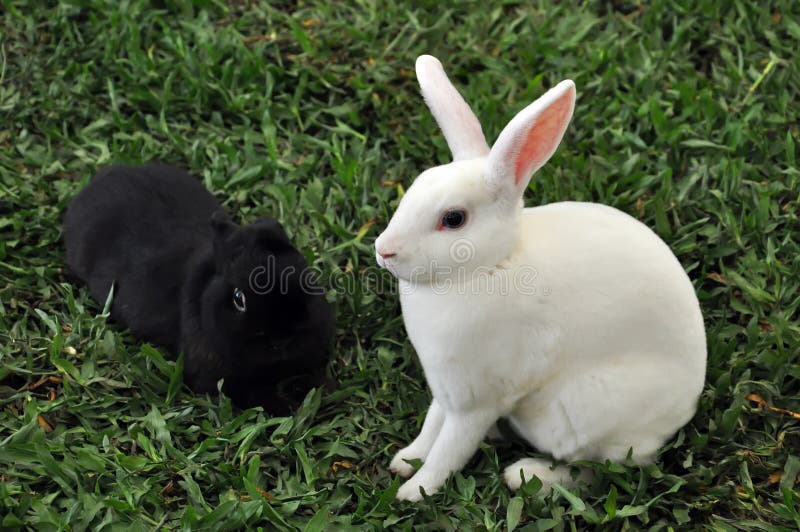 Rabbit stock photo. Image of farm, adorable, field, nice - 30054772