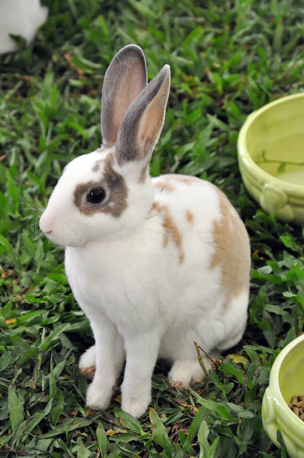 Rabbit stock photo. Image of hind, field, farm, mammal - 30054820
