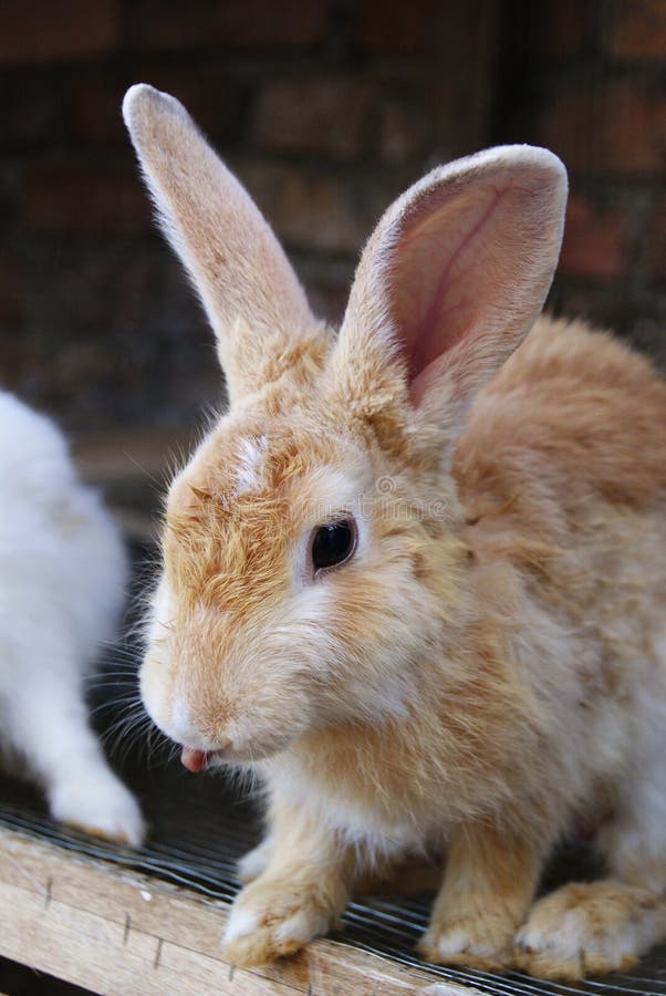 Rabbit02 stock photo. Image of animal, focus, zoom, rabbit - 13232074