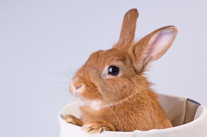Rabbit stock photo. Image of cheerful, snout, bunny, studio - 4945484