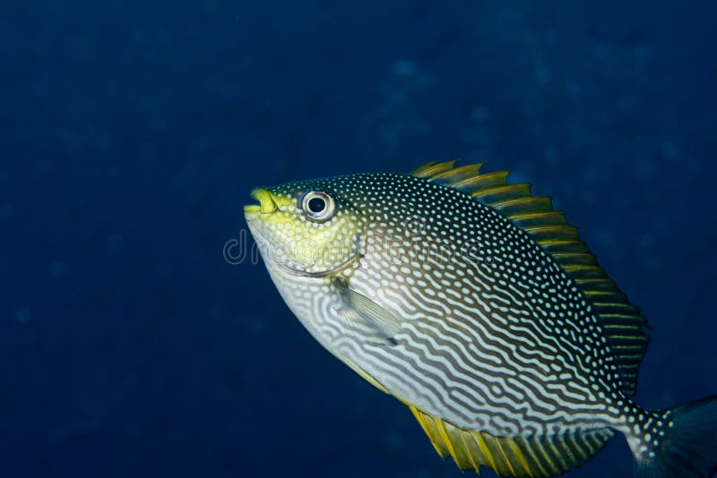 Rabbitfish stock photo. Image of colorful, underwater - 10777318