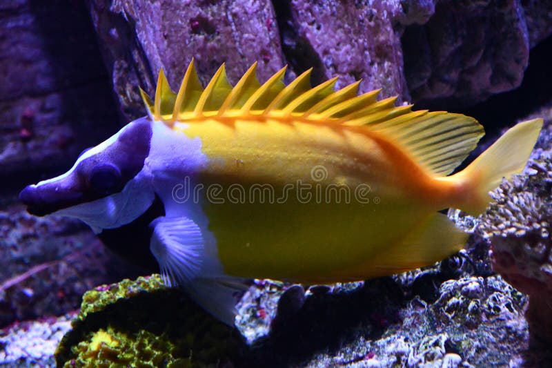 A Rabbitfish in an Aquarium Stock Photo - Image of coralfish, animal ...