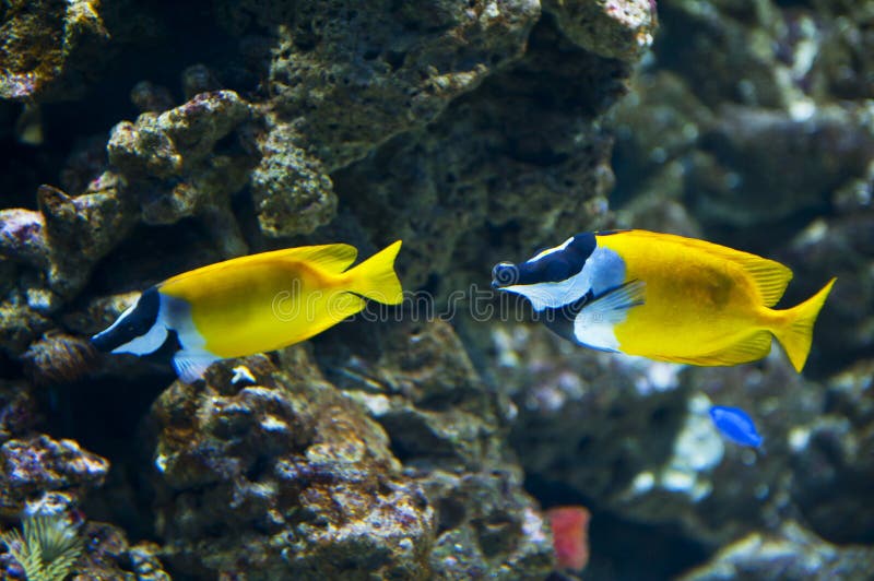 Rabbitfish De Foxface (vulpinus De Siganus) Photo stock - Image du ...