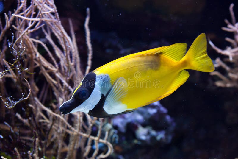 Rabbitfish De Foxface (vulpinus De Siganus) Photo stock - Image du ...