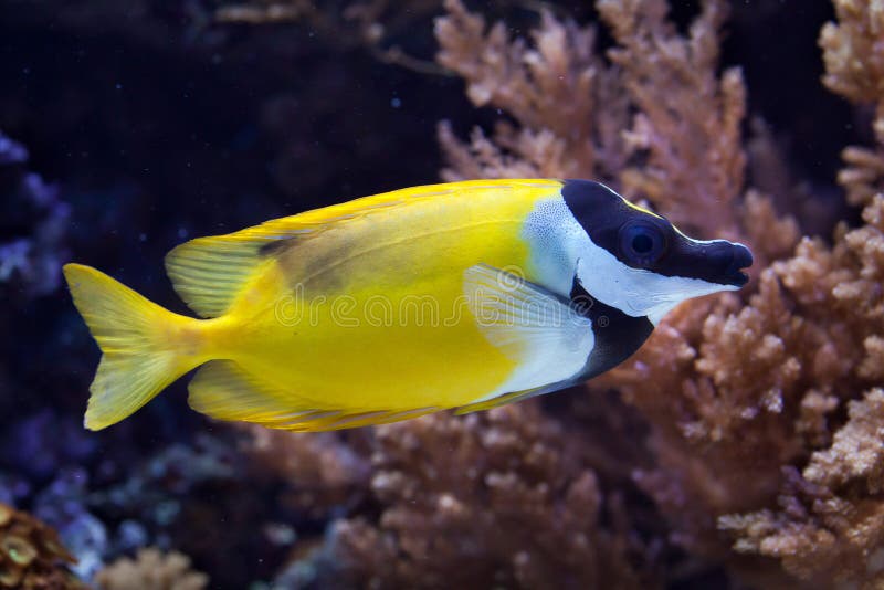 Rabbitfish De Foxface (vulpinus De Siganus) Image stock - Image du ...