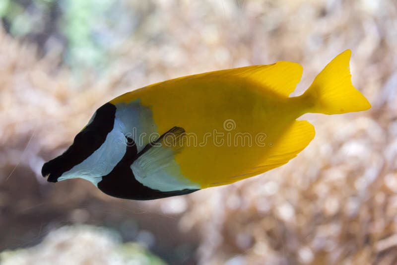 Rabbitfish De Foxface (vulpinus De Siganus) Foto de archivo - Imagen de ...