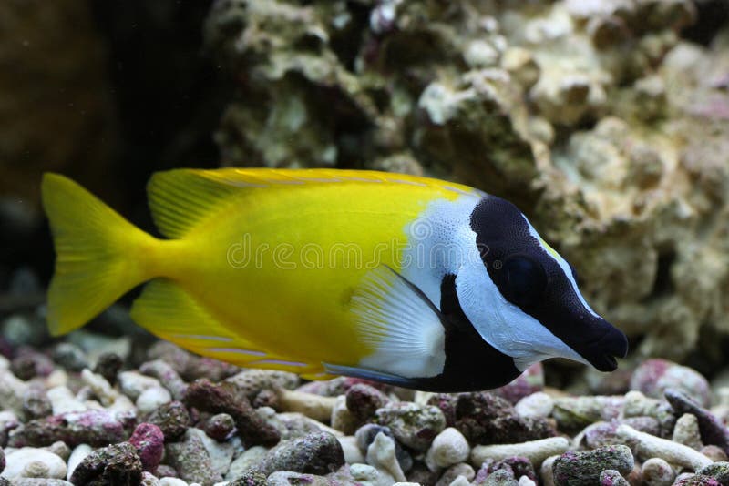 Rabbitfish di Foxface fotografia stock. Immagine di natura - 8558060