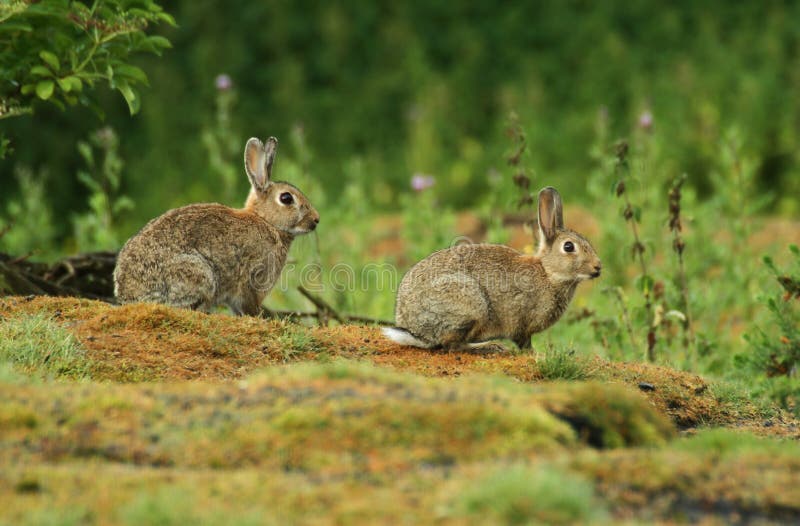 Eastern Cottontail Rabbit stock photo. Image of cute, bunnies - 4332116