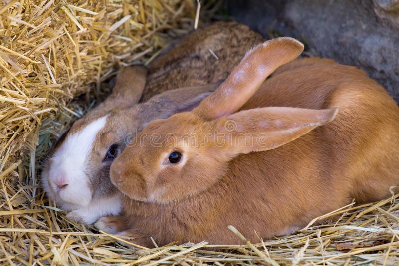 Reproduction of rabbit stock image. Image of stockbreeding - 24210069