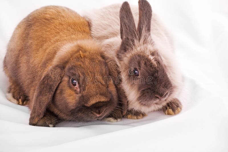 Rabbits rabbit breeding stock image. Image of bunny, feeding - 14454693