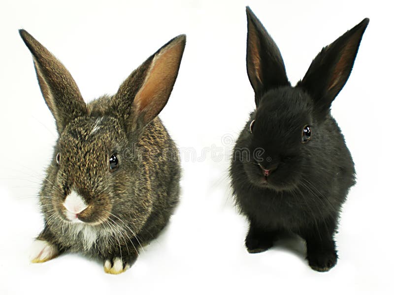 Twin rabbits stock image. Image of young, face, twin, rodent - 4376163