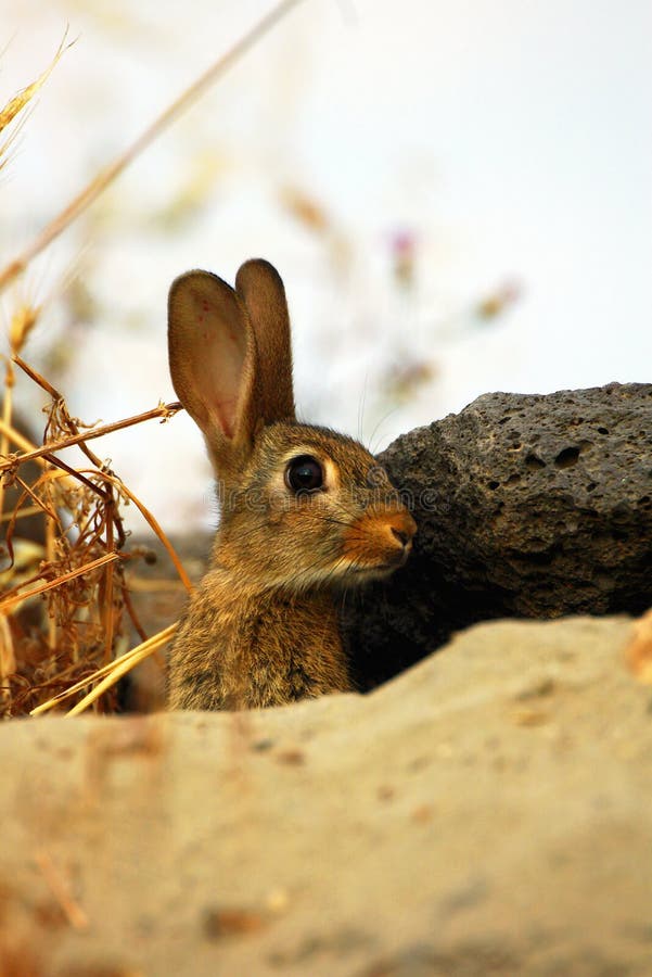 Rabbits stock photo. Image of animal, rock, stone, brown - 658836
