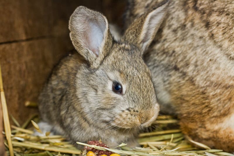 Rabbits 8 stock photo. Image of fluffy, beautiful, small - 13625950