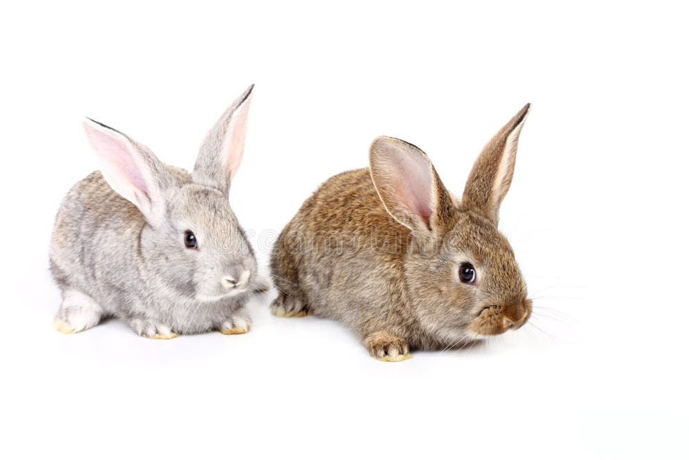Rabbits stock photo. Image of cute, bunny, probing, nosy - 9214570