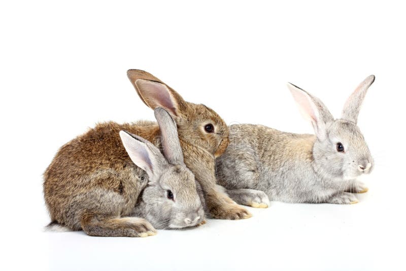 Rabbits stock photo. Image of brown, small, pets, isolated - 40654990